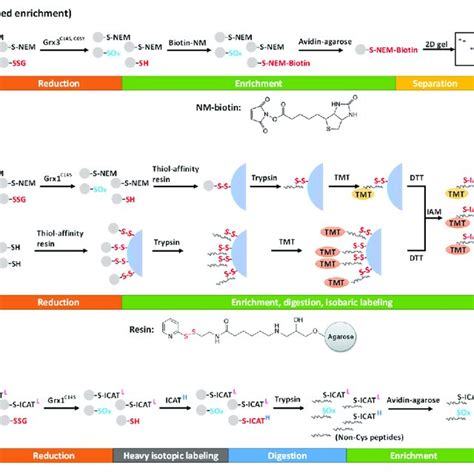 Proteomic Approaches For Ssg Detection And Quantification Using The Download Scientific Diagram