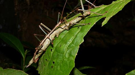 Phasmatodea Sp Stick Insect Sp Markeisingbirding