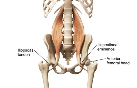 Iliopsoas Tendon Ultrasound