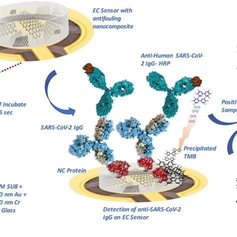 Schematic Of The Multiplexed Ec Sensor Platform The Antifouling