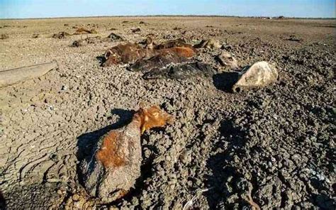 Drought Affects Livestock In Mat South Zimbabwe Situation