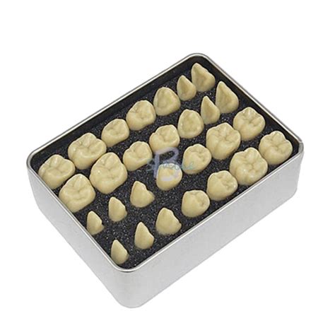 Nuevo modelo de enseñanza Dental de pieza simulación Dental modelos de dientes se