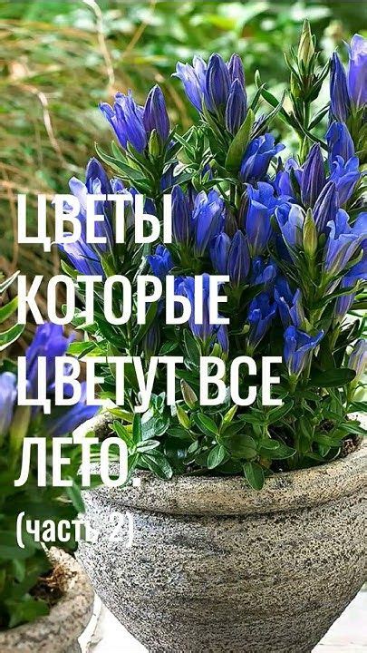 Красивые многолетние цветы для вашего сада