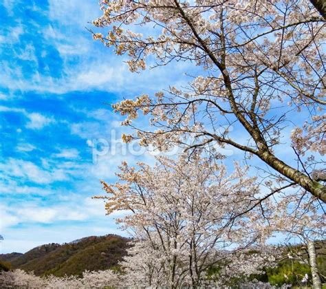 春イメージ〜満開の桜並木 No 31950125｜写真素材なら「写真ac」無料（フリー）ダウンロードok