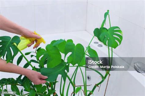 원예 집 집에서 집과 깨끗한 공기를 돌보는 여성물과 가정용 목욕탕에서 녹색 식물을 낭비합니다 홈 가든 정원 방 원예 식물 방