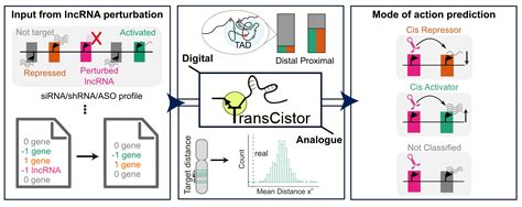 Introducing Transcistor For Efficient Cis Regulatory Lncrna Identification