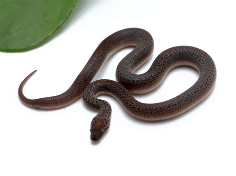 Granite Spotted Python Female Dynasty Reptiles