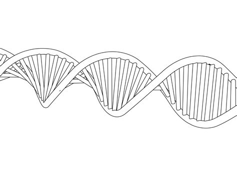 Dna Helix Drawing At Explore Collection Of Dna