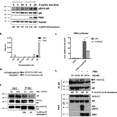 Pim1 Phosphorylates The Ar And 14 3 3 ζ And Coordinates Their Download Scientific Diagram