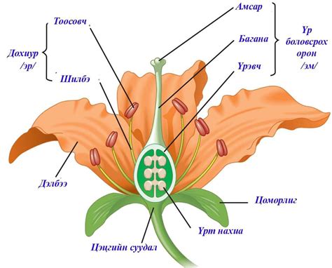 🧬🧬Цэцэг навчны бүтэц 🌹🌹🌹 Хими Биологийн сургалтын төв