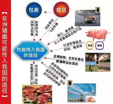 非洲猪瘟的症状及治疗，简单辨别非洲猪瘟 知乎