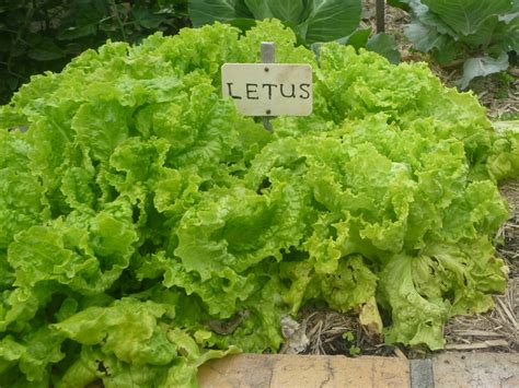 Growing Lettuce In The Home Garden Gardening With Angus