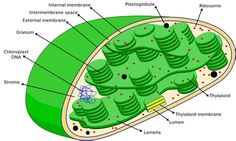 Chloroplast Definition And Examples Biology Online Dictionary