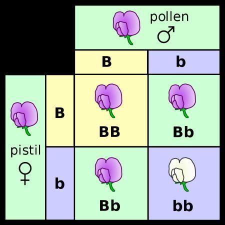 Polygenic Inheritance Examples In Plants