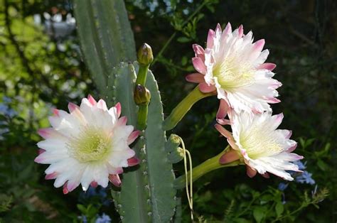 Cereus Jamacaru
