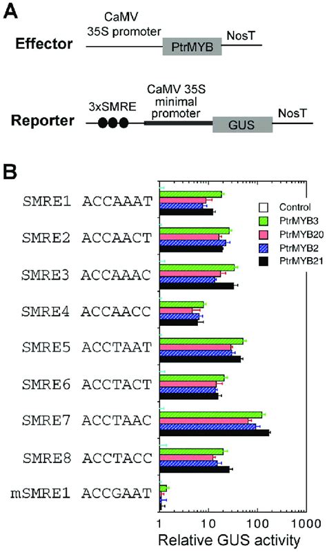 Activation Of SMRE Driven GUS Reporter Gene Expression By PtrMYBs A