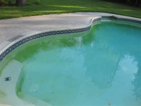 Mustard Algae Professional Pool Supply