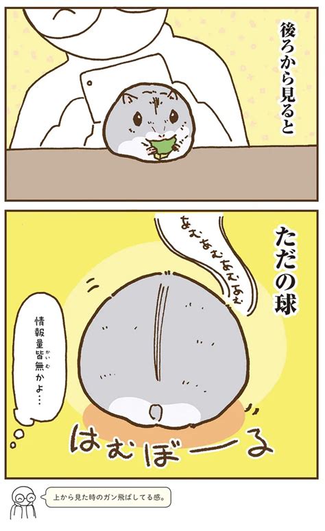 どこを触って大丈夫？お食事中のハムスターが見せた反応／今日もハムスターから目が離せない！（1）（画像55108） レタスクラブ