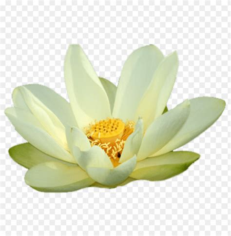 Free Download Hd Png Png Image Of Small Png White Lotus With A Clear