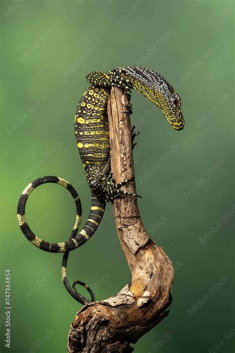 The Crocodile Monitor Or Papuan Monitor Or Salvadoris Monitor Varanus Salvadorii Is The