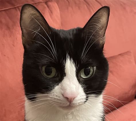 Soon The Internet Will Make Its Own Cat Photos And Then It Wont Need