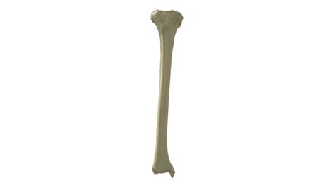 Tibia R Distale Epifyse Annotaties 3d Model By Universiteit
