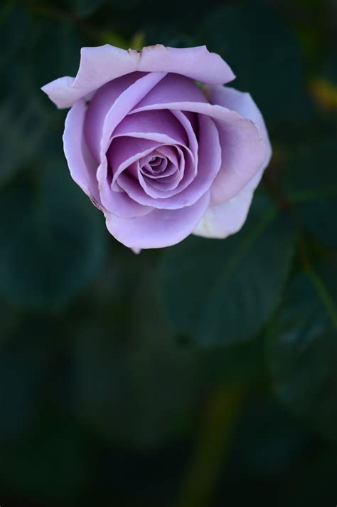 Journal Of A Thousand Things Sterling Silver Rose