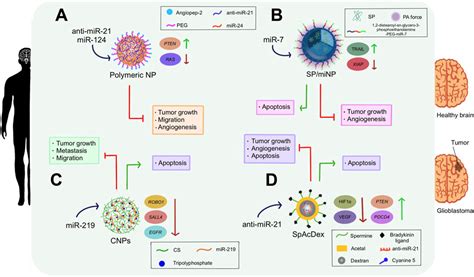 Frontiers Applications Of Nanotechnologies For Mirna Based Cancer