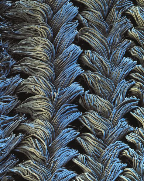 Swimsuit Material Sem Stock Image H120 0319 Science Photo Library