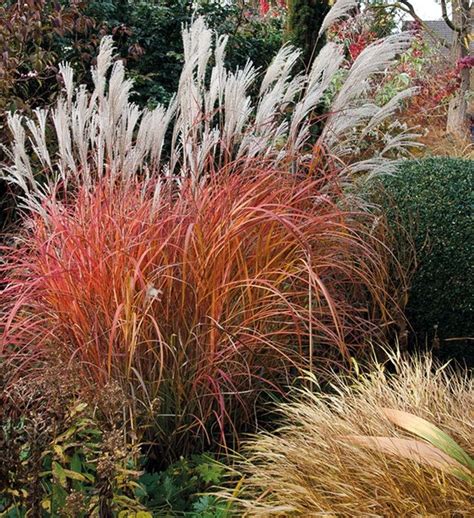 Fire Dragon Grass White Plumes Miscanthus Sinensis Red Orange Fall