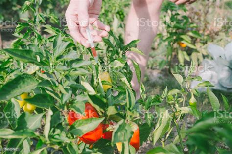 유전자 변형 식품 또는 Gmo 식품 실험실 배경에 주사기와 제약 물질을 주입 농부와 생산 및 Dna 조작 개념 아이디어의 유전자 개선 Dna에 대한 스톡 사진 및 기타