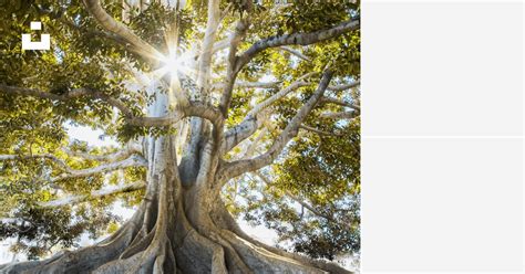 Tree Of Life 1 Best Free Photos On Unsplash
