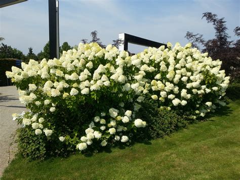 Hydrangea Paniculata Limelight Rispenhortensie Pflanzenwissen