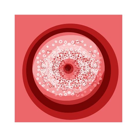 Speculum View Stock Illustrations 79 Speculum View Stock