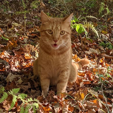 Forest Kitty On A Hike Ranimalssmiling