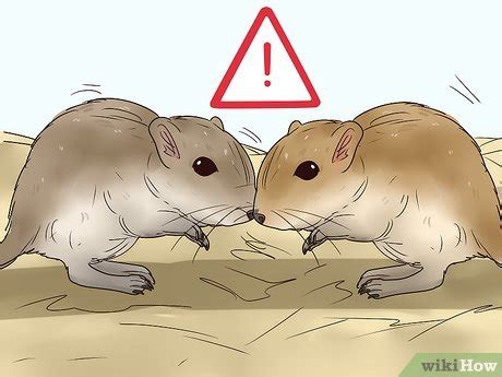 Angry Gerbil