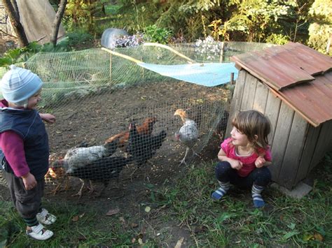 Tyúk és Kert A Tökéletes Páros Gardenista