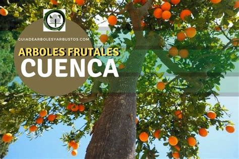 GUÍA DE ÁRBOLES Y ARBUSTOS DE LOS BOSQUES COMESTIBLES Arboles Arbustos
