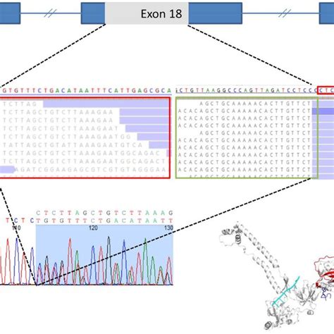 Sequencing Analysis A Ngs Reads In Position 8065 And 8205 And B