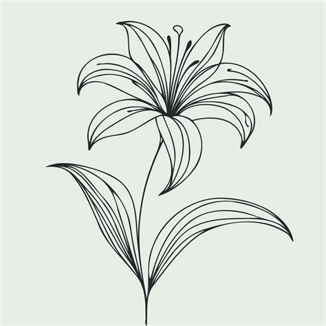 A Black And White Drawing Of A Lily Lily Flower And Leaf Hand Drawn