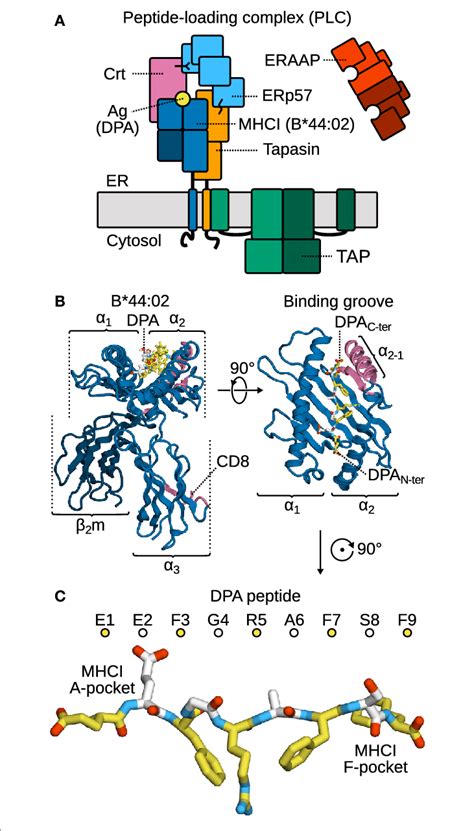 The Peptide Loading Complex Plc And Selected Components A The