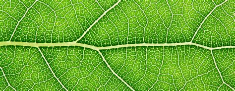 Nts Advanced Sap Extractor Essential Monitoring Tool