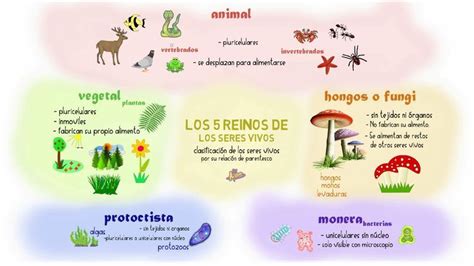 Los 5 Reinos De Los Seres Vivos Apuntes De Clase Seres Vivos