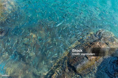 아쿠아 또는 푸른 바다 바다 또는 강에서 수영하는 물고기 무리 또는 아기 물고기 물고기 농장에서 물고기 무리 바다에 대한 스톡 사진 및 기타 이미지 Istock