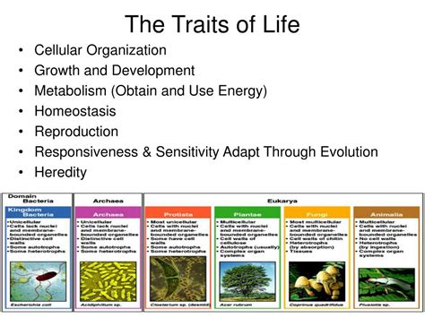 Ppt The Characteristics Of Life Powerpoint Presentation Free