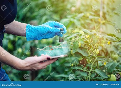 Woman Scientist Genetic Engineer Testing The Plant For The Presence Of