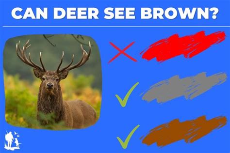 Discovering Deers Color Vision What Colors Can They See
