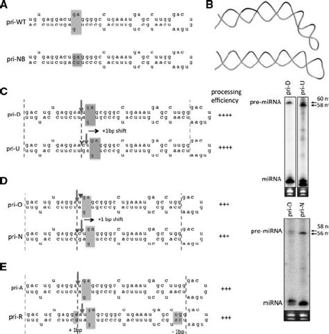 The Internal Loop Within The Sv40 Pri Mirna Stem Influences Cleavage Download Scientific