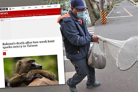 東非狒狒之死登上《bbc》、《韓聯社》 Ptt鄉民喊「讓世界看見台灣狒」 上報 Line Today