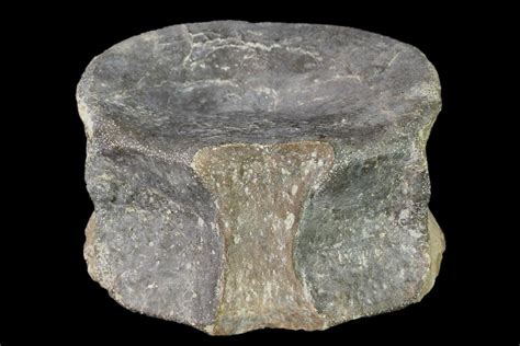2 1 Fossil Plesiosaur Cryptoclidus Vertebra England 136753 For Sale